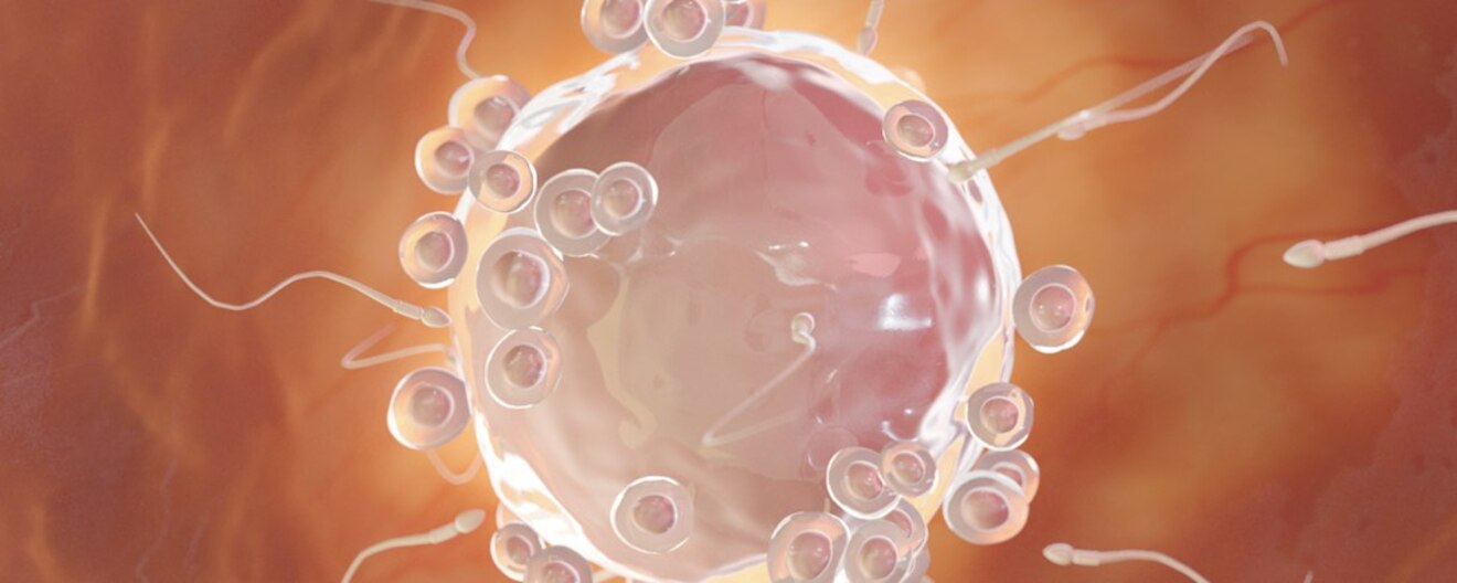 Gravid vecka för vecka - Graviditetskalender - Libero